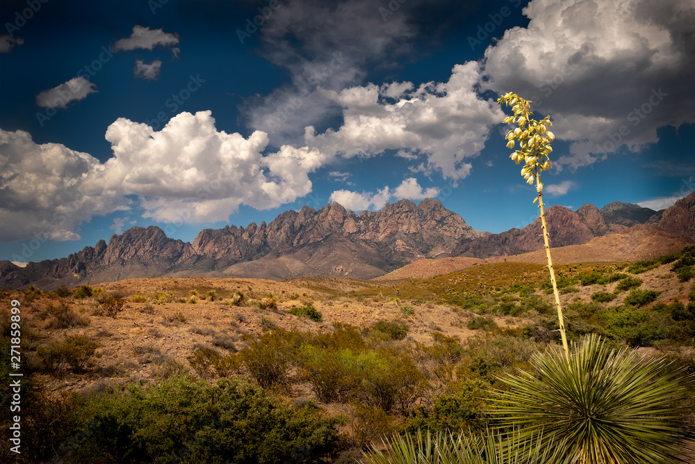 Yucca Bloom and Mountains Stock Photo | Adobe Stock