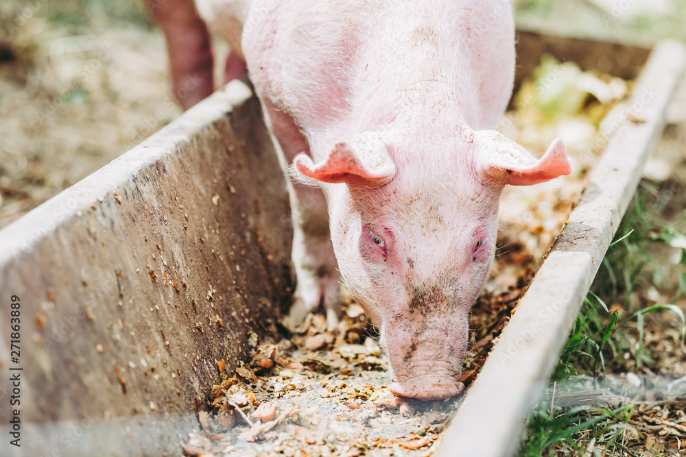 Portrait de cochon dans une ferme, élevage de cochons Stock Photo ...
