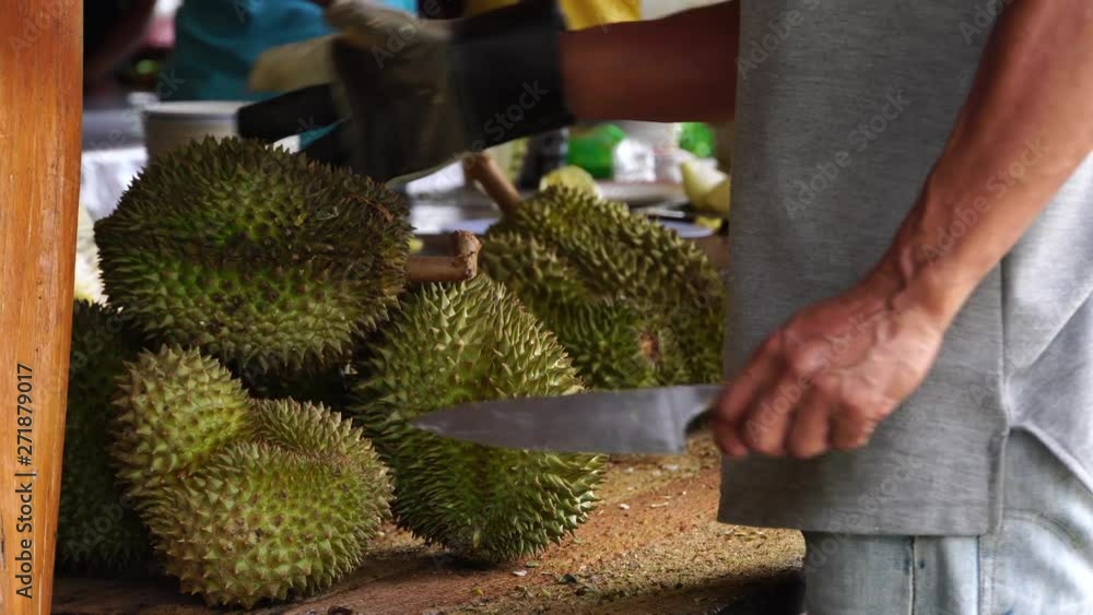 Gardeners cutting organic Durian fruit fresh tree at harvest ...