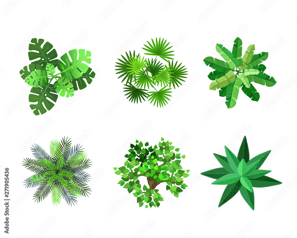 Trees top view for architectural or landscape design. Plants, trees and ...