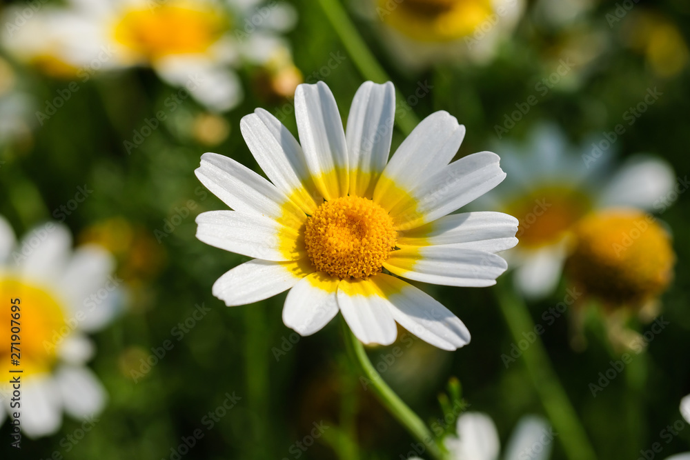 Crown daisy flower, known as "Glebionis coronaria". Closeup photo of ...
