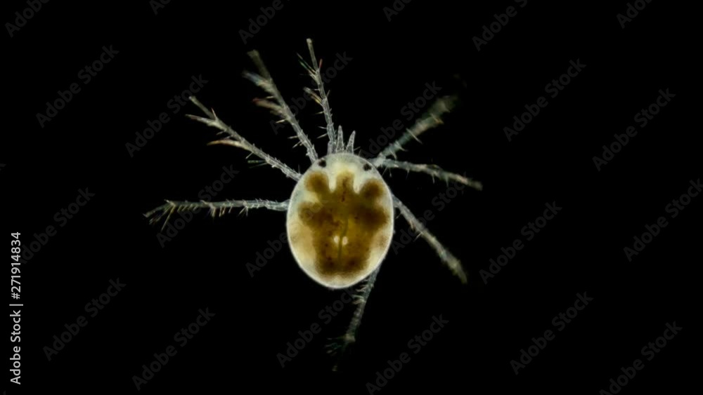 mite Hydrachnidia under the microscope, live only in water, fresh and ...