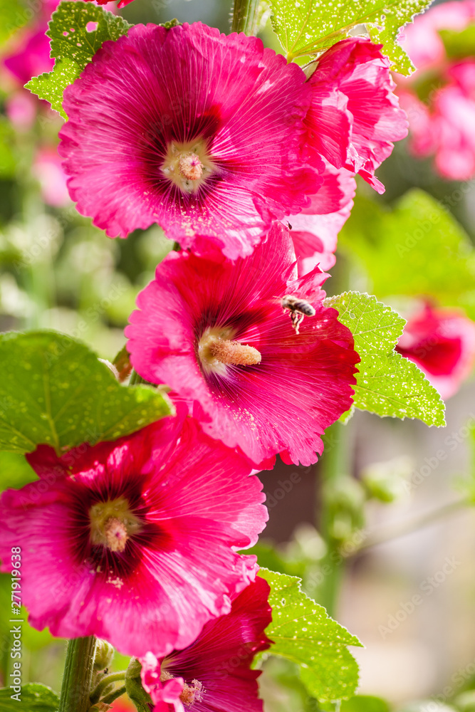 Beautiful large Althea flowering shrub in the sun. These beautiful ...