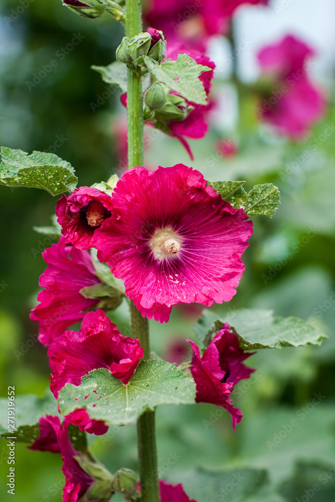 Beautiful large Althea flowering shrub in the sun. These beautiful ...