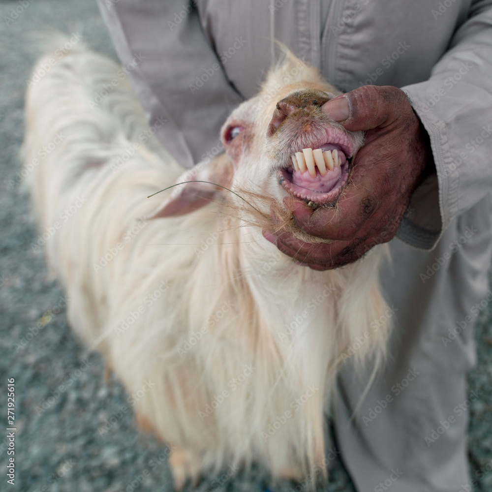 Seller Showing His Goat's Teeth In Nizwa Cattle Market, Oman Stock ...
