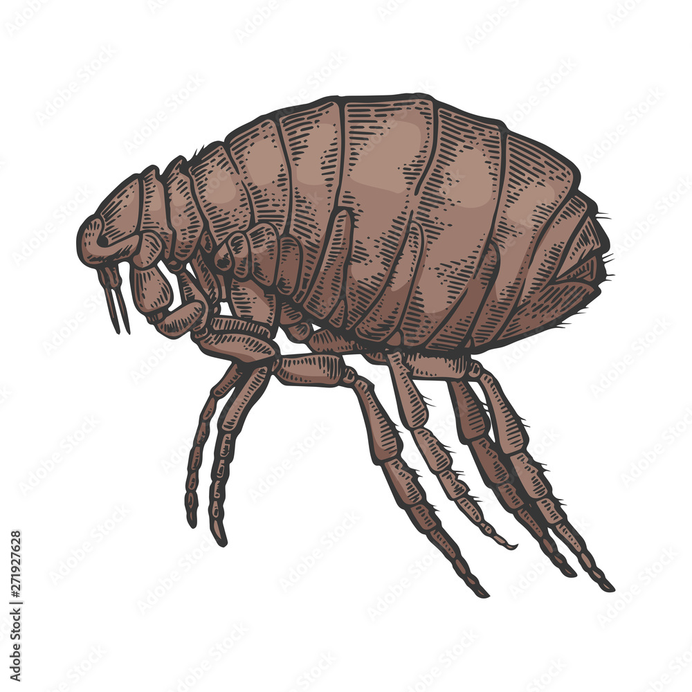 Flea insect parasite color sketch engraving vector illustration ...