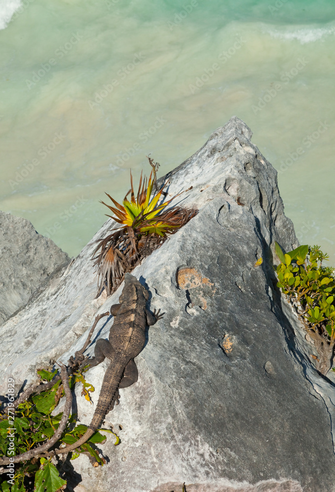 Iguana, Yacimiento Arqueológico Maya de Tulum, Estado de Quintana Roo ...