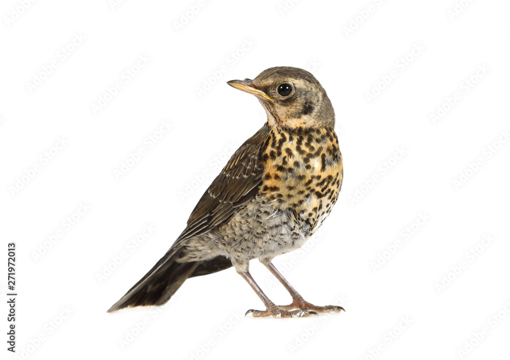 Baby bird thrush fieldfare isolated on a white Stock Photo | Adobe Stock