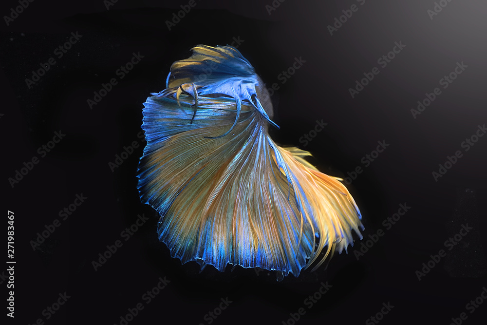Portrait of a betta fish Stock Photo | Adobe Stock