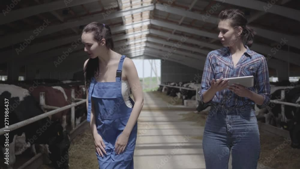 Portrait two girls farmers making a tour of the barn with cows on the ...