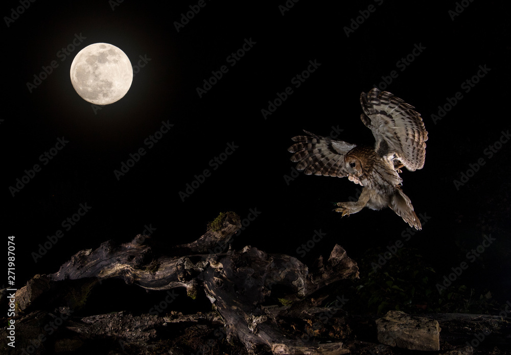 Flying Owl At Night