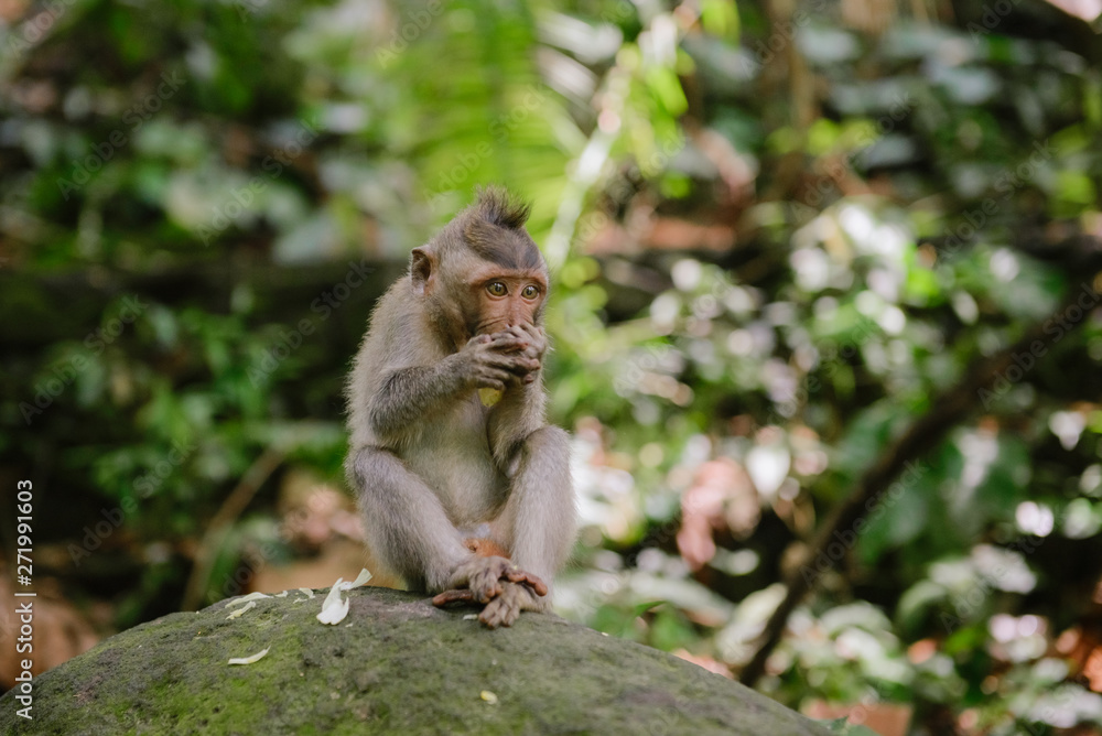 Balinese Long-Tailed Monkey sitting on a rock eating, Sacred Monkey ...