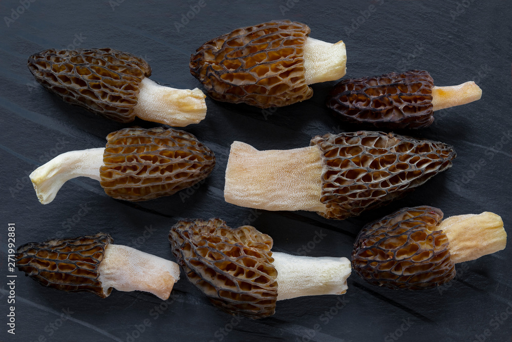 Morel conical (Morchella conica), delicious edible mushrooms, a ...