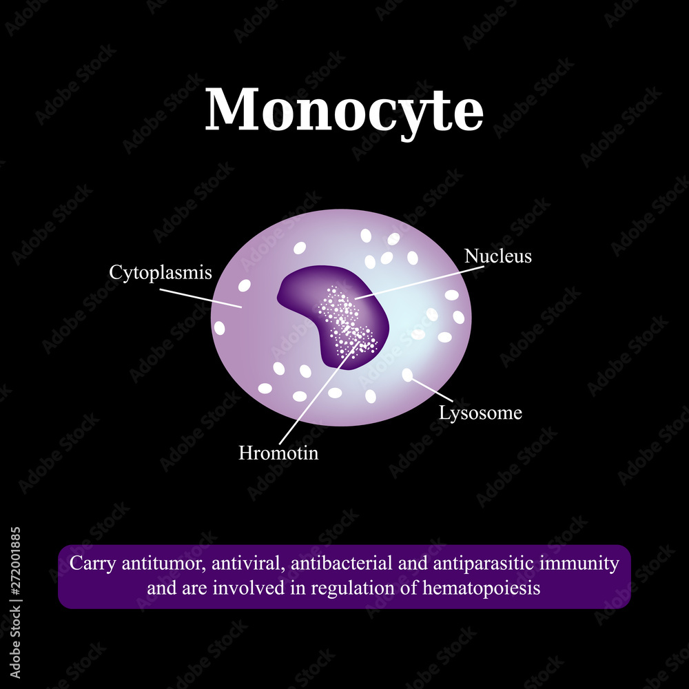 The anatomical structure of monocytes. Blood cells. Vector illustration ...