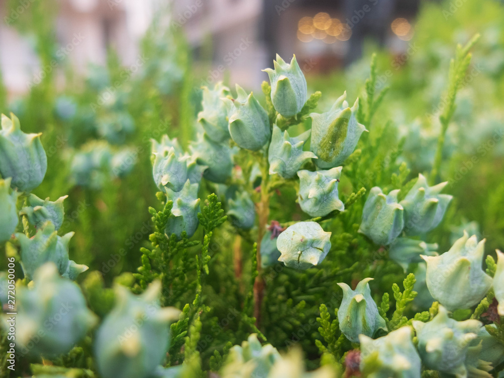 Platycladus orientalis. Chinese thuja. Oriental arborvitae. Chinese ...