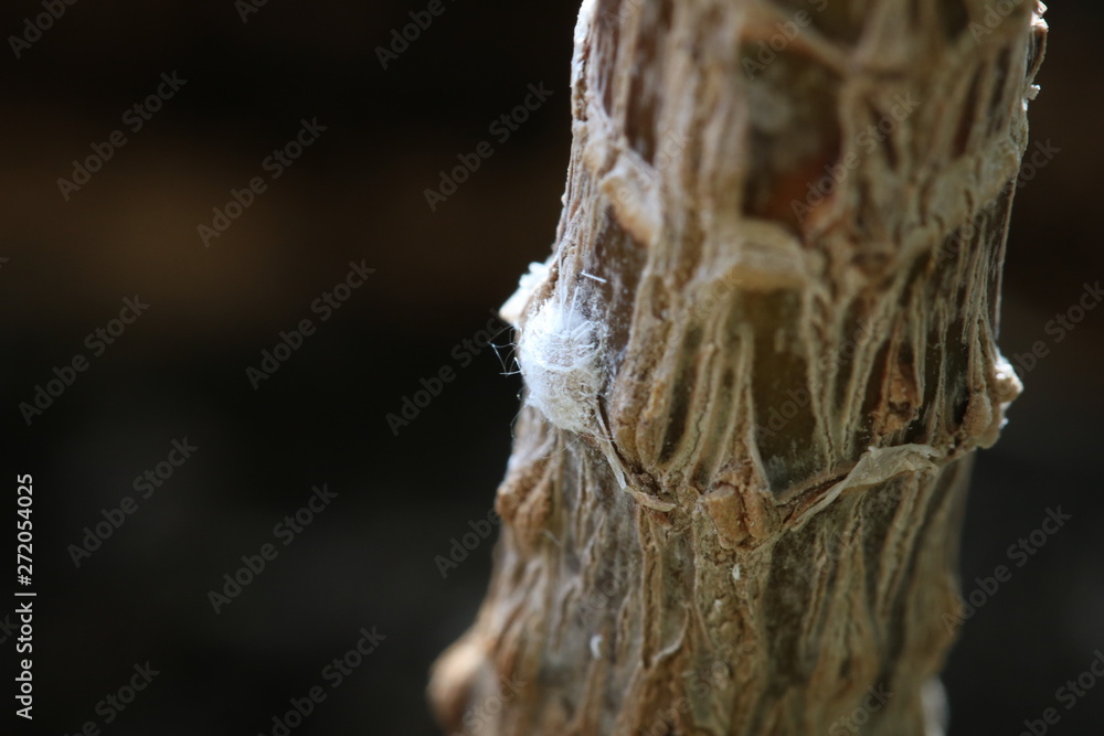 Pseudococcidae at Dracaena stem. Long-tailed mealybug, Pseudococcus ...
