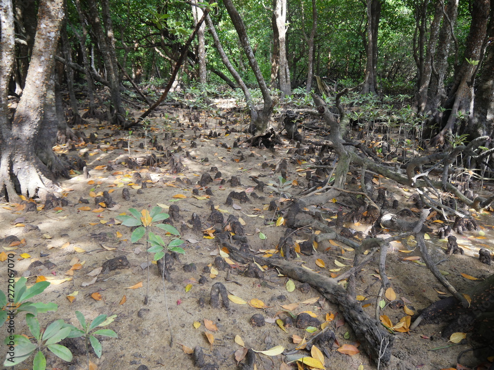 Okinawa,Japan-June 2, 2019: Knee roots in mangrove forests along Miyara ...