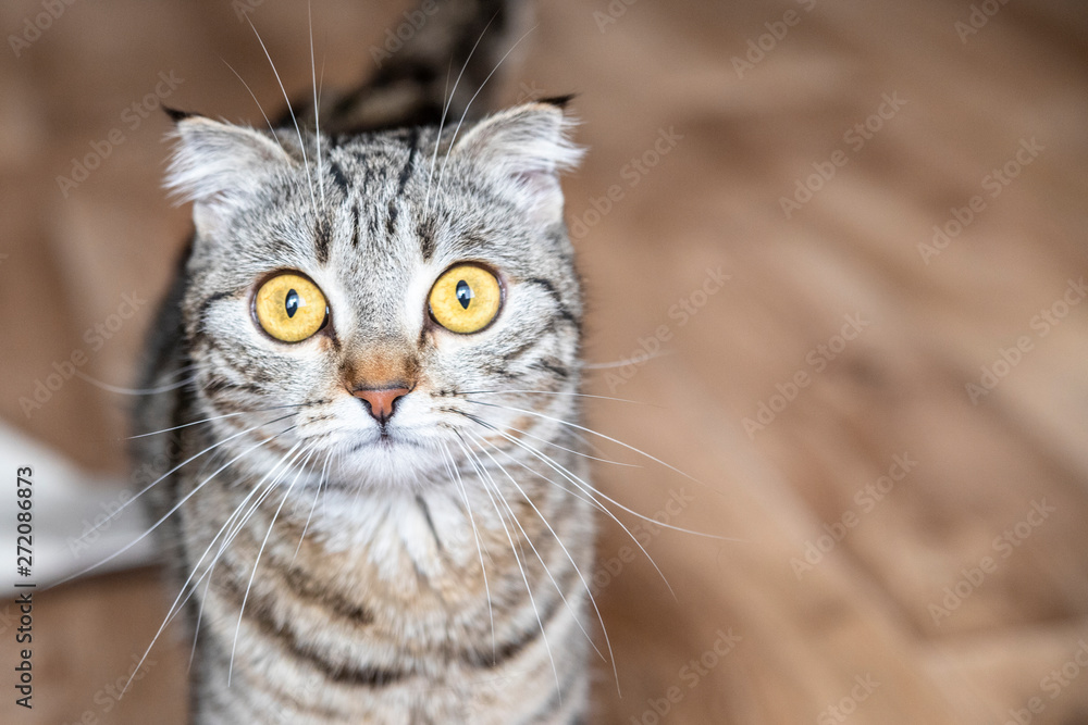 Funny Scared Cat Face