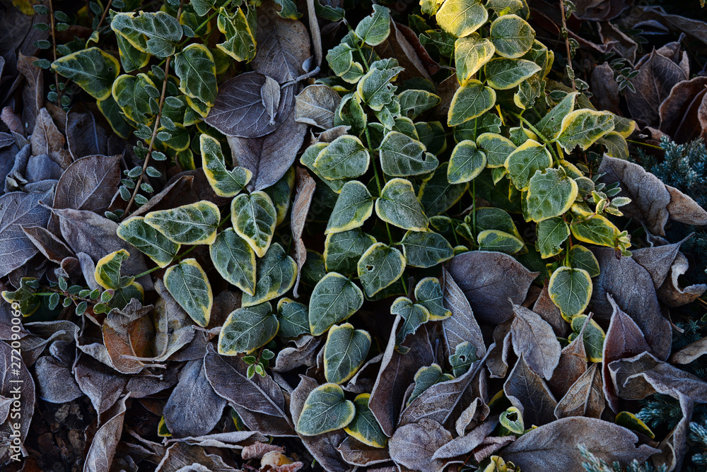 Glaze on blades of flower-gardente xture. Icing on curtis in winter ...