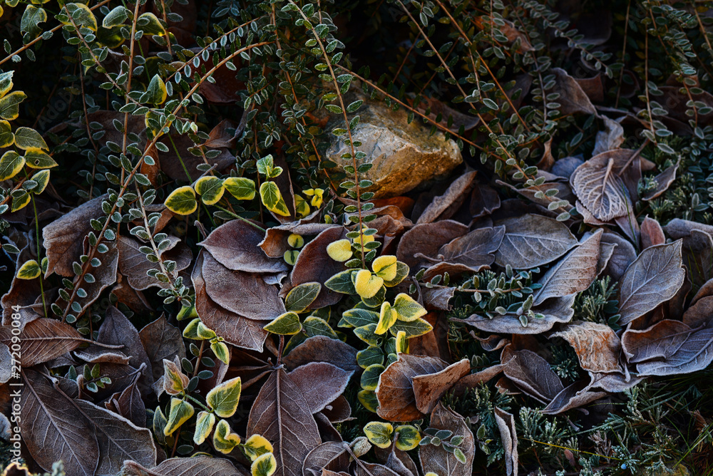 Glaze on blades of flower-gardente xture. Icing on curtis in winter ...