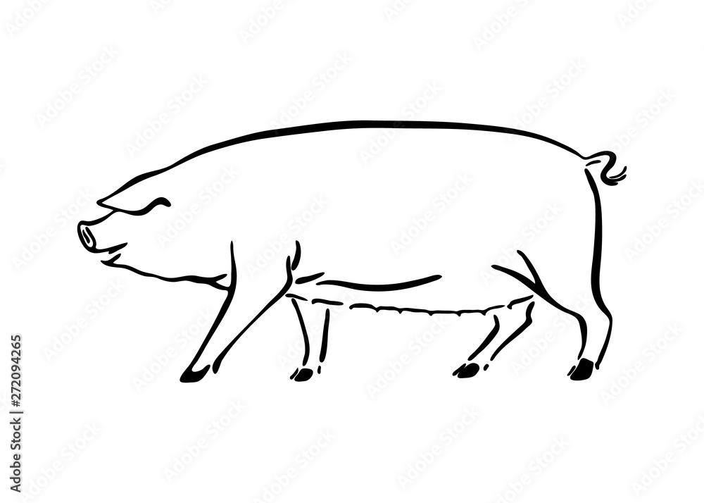 Hand drawn pig sketch illustration. Vector black ink drawing farm ...