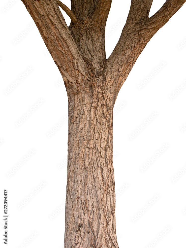 Trunk of a tree Isolated On White Background Stock Photo | Adobe Stock