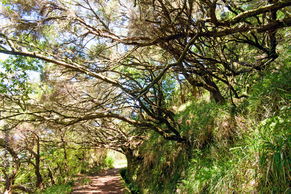 The magnificent inland of the island of Madeira: Mystic forest, rainy ...