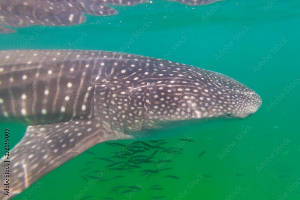 TIBURON BALLENA - WHALE SHARK (Rhincodon typus), Isla de Holbox, Estado ...
