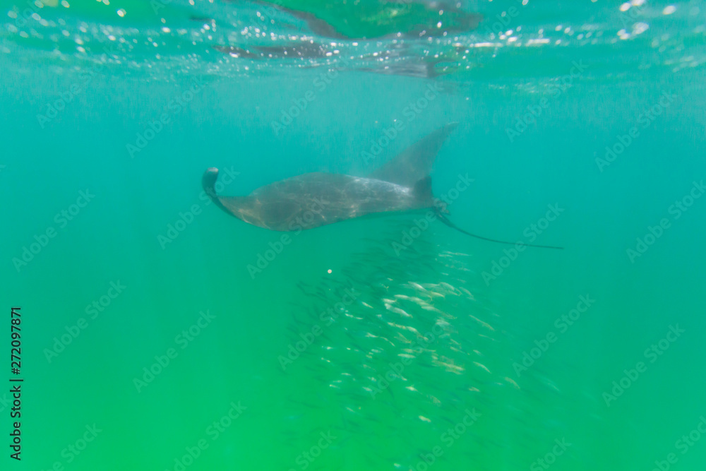 MANTARRAYA O MANTA GIGANTE - MANTA RAY (Manta birostris), Isla de ...