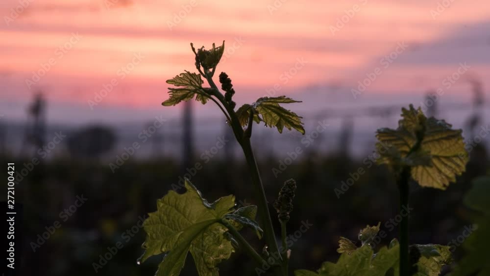 Sunrise in the vineyards. Closeup of a young grape vine in the rising ...