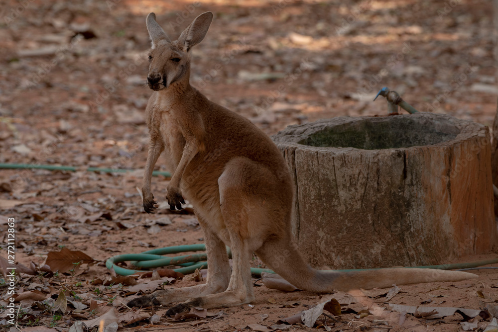 Red Kangaroo standing up in zoo, nakhonratchasima, thailand. Stock ...