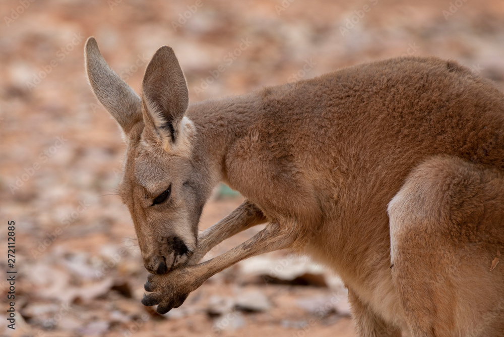 Kangaroo Standing Up