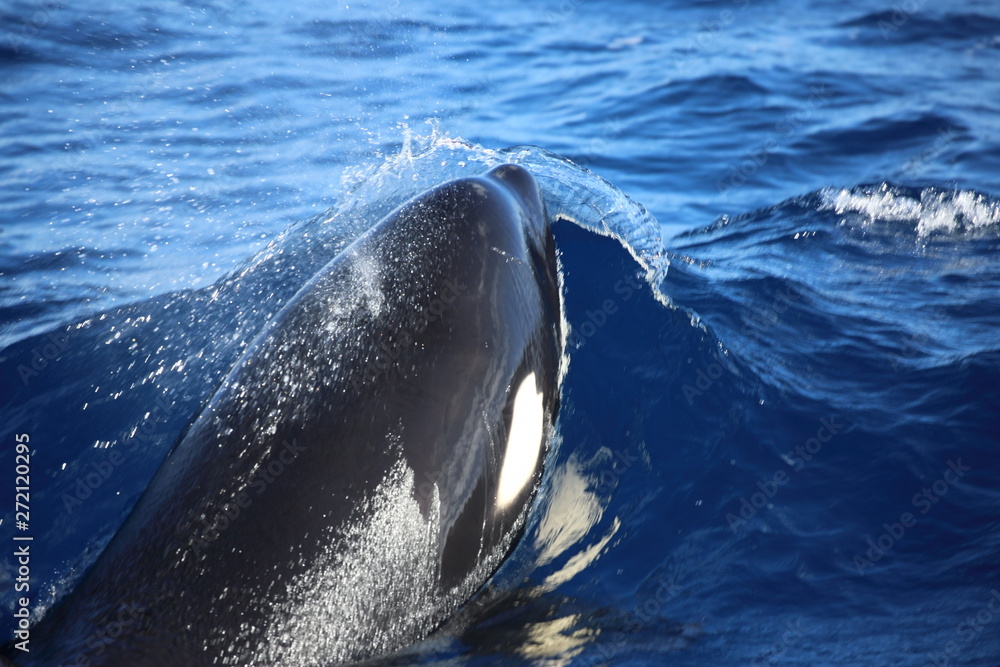 Australian Orca's Killer Breach Stock Photo | Adobe Stock