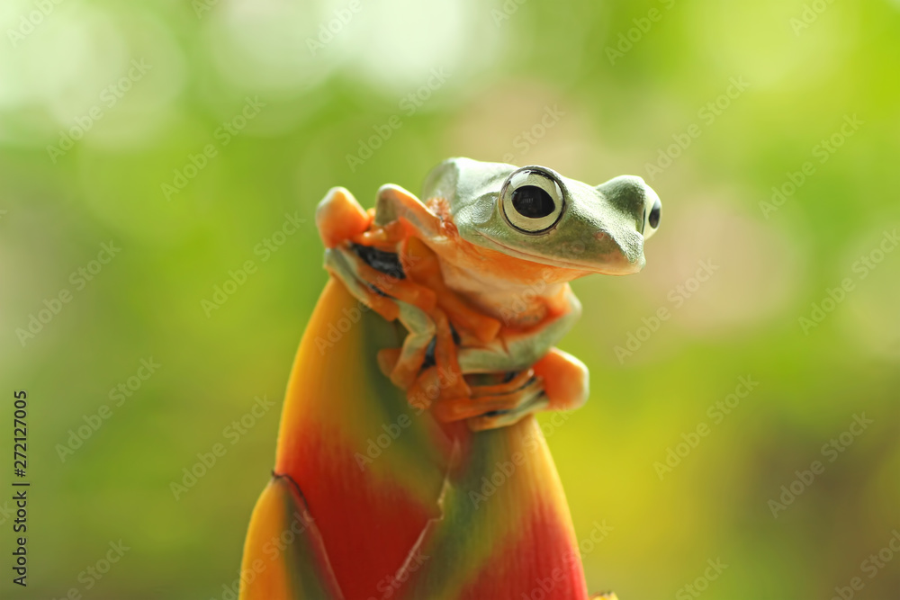 Beautiful tree frogs with colorful flower buds, Flying javanese frog ...