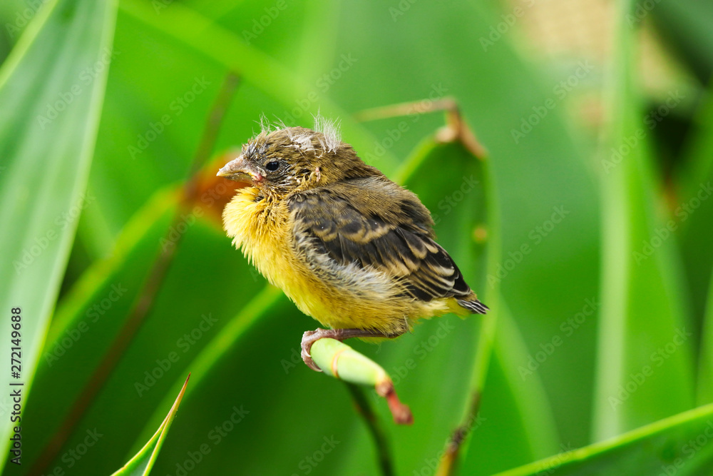 American Goldfinch Baby