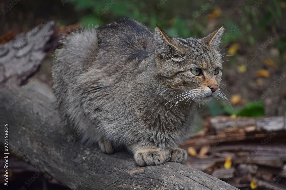 European wildcat standing side view close up Stock Photo | Adobe Stock