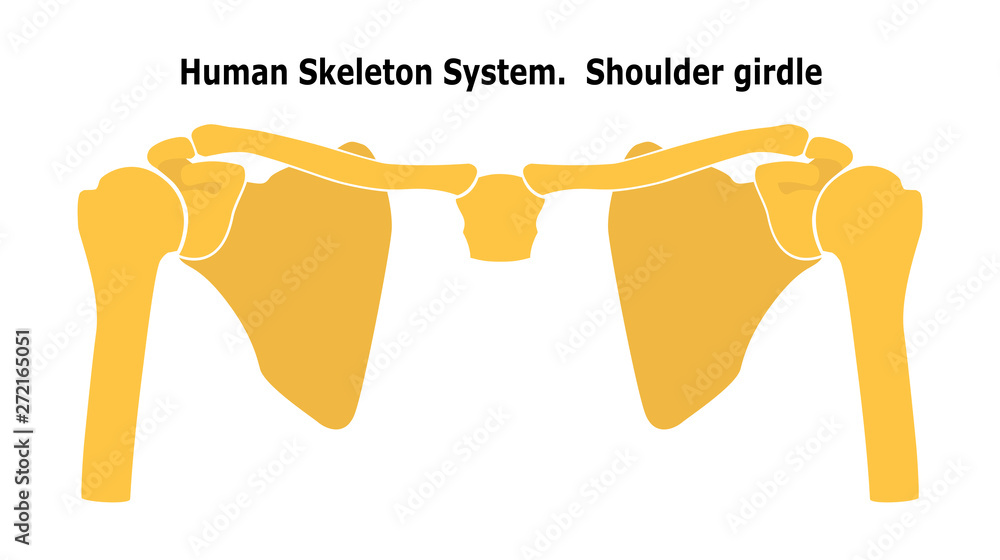 Human Skeleton System Shoulder Girdle. Anterior View Anatomy. Vector ...
