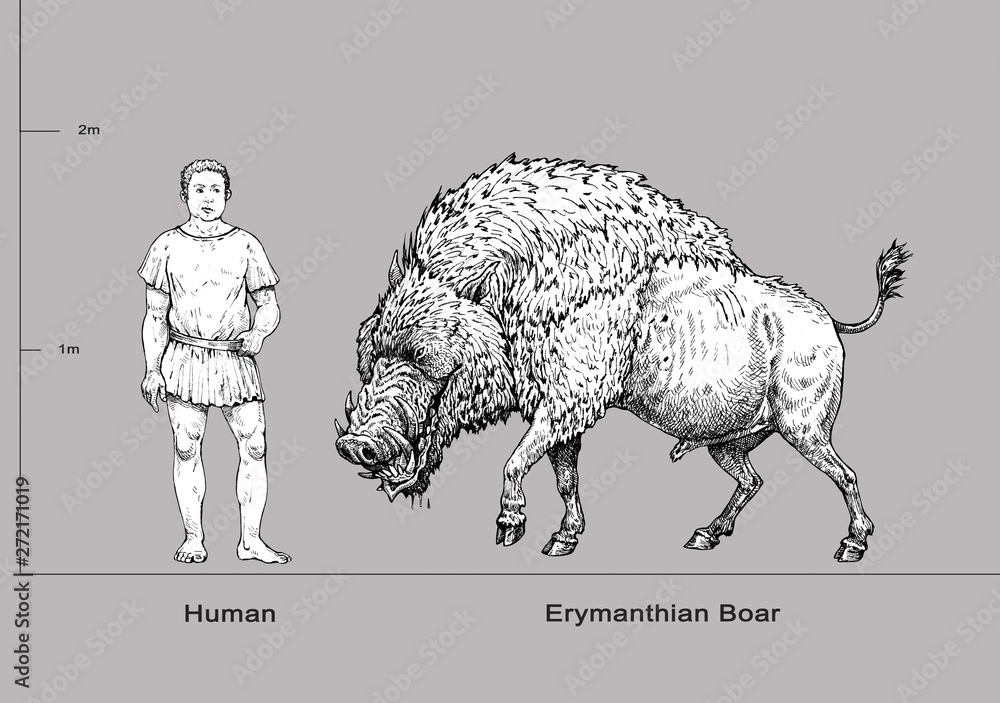 Monster illustration. Erymanthian Boar and human anatomy comparison ...