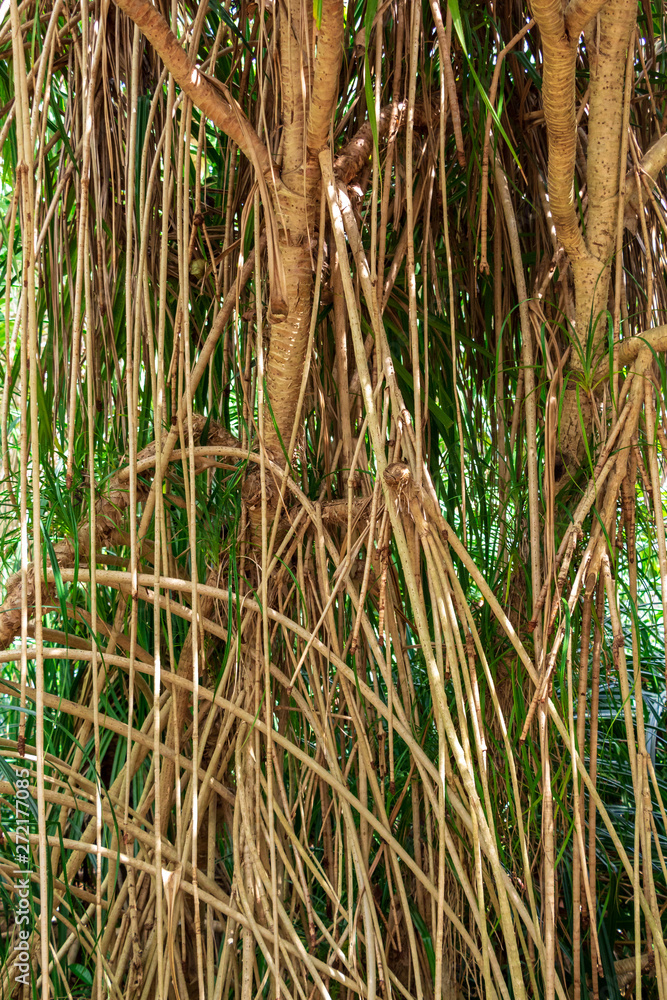 Tahitian screwpine a.k.a. hala tree (Pandanus tectorius) aerial prop ...
