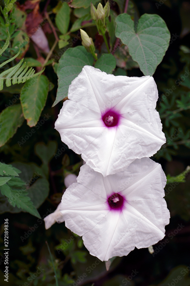 Ipomoea Pandurata
