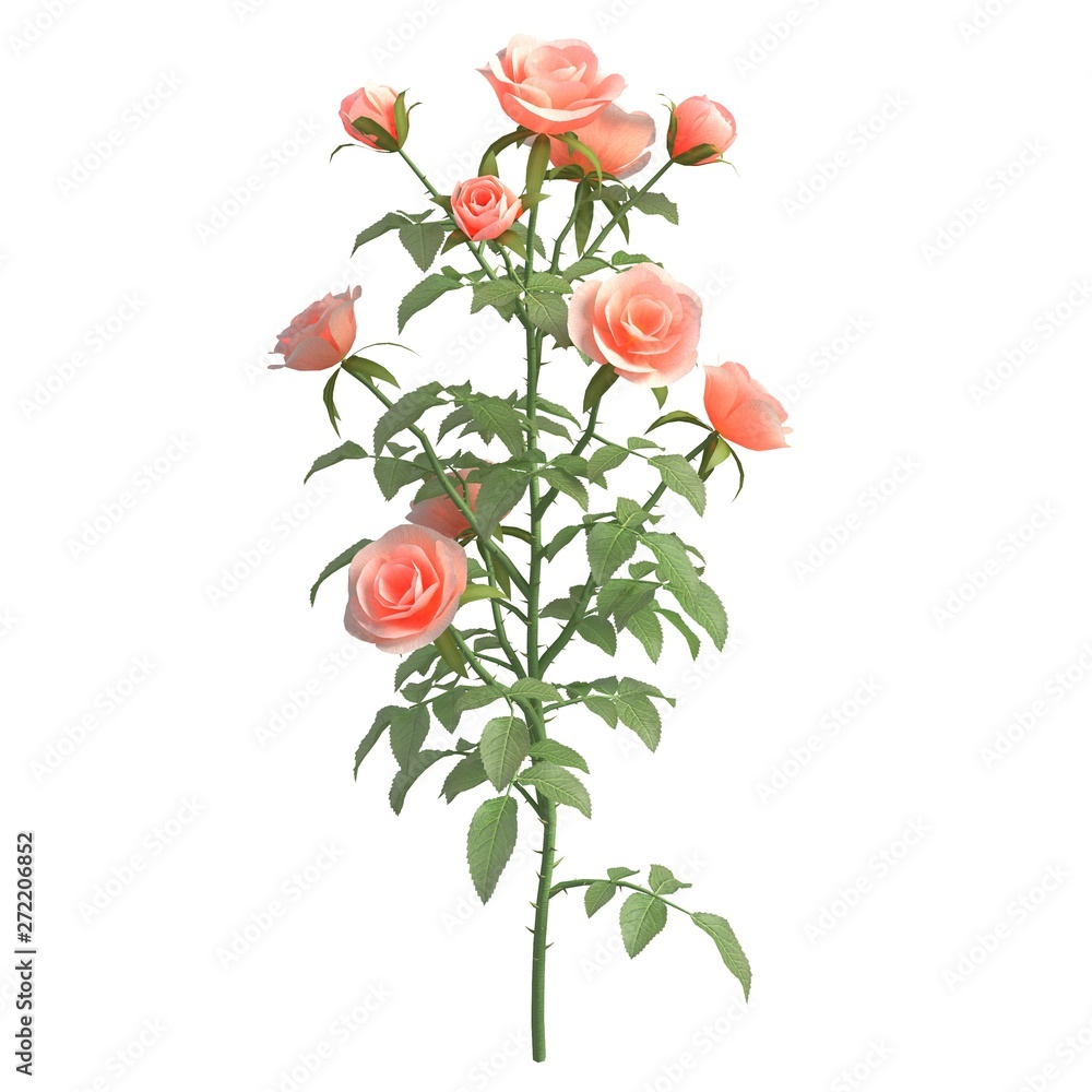 Rose Bush White Background