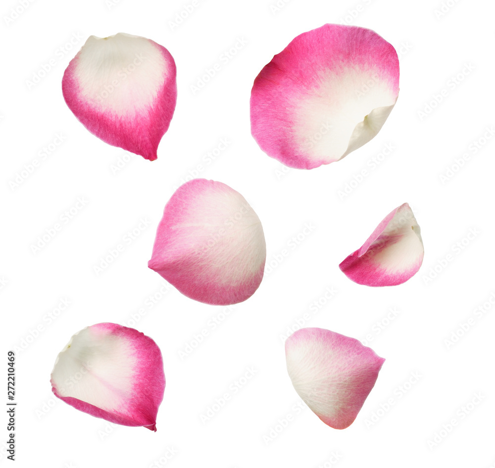 Set of pink rose petals Stock Photo | Adobe Stock
