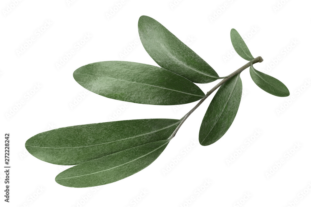Olive branch, isolated on white background Stock Photo | Adobe Stock