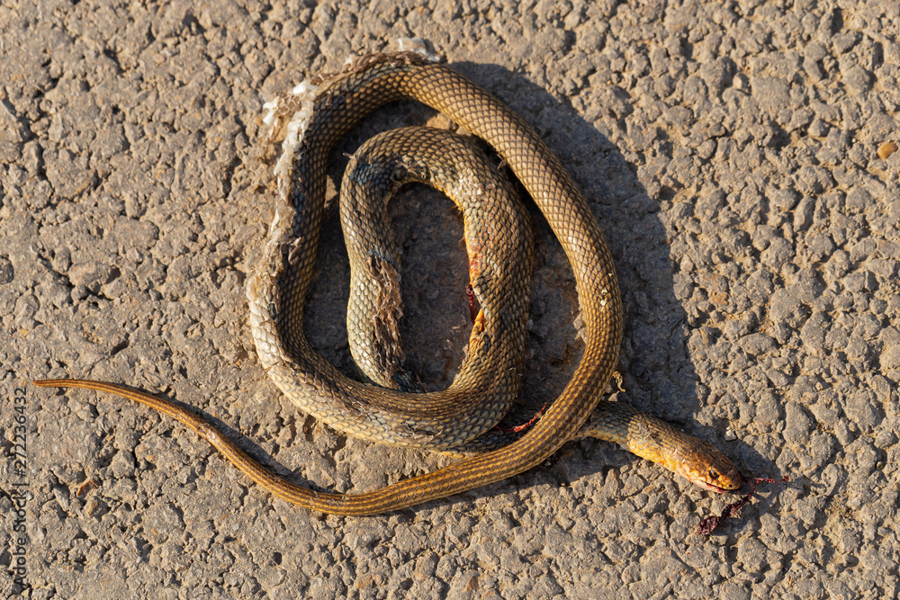 Dead snake. Road wars - death of a Reptile from the car. The killing of ...
