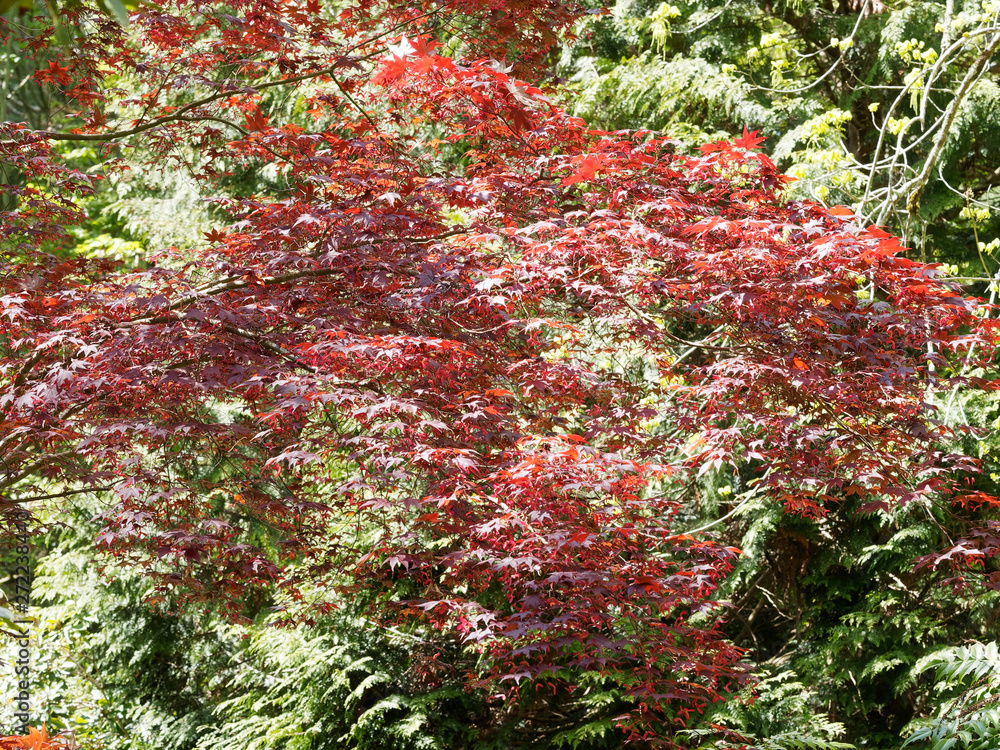 Bloodgood Japanese Maple tree with attractive foliage burgundy red ...