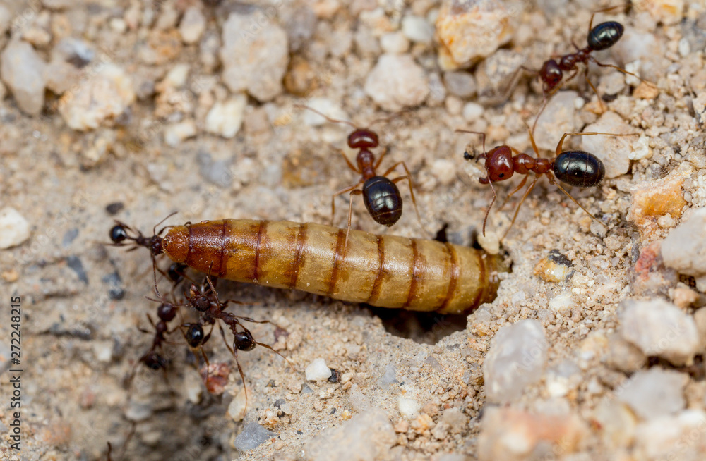 Two species of ants (Pheidole and Melophorus) fighting over a dead ...