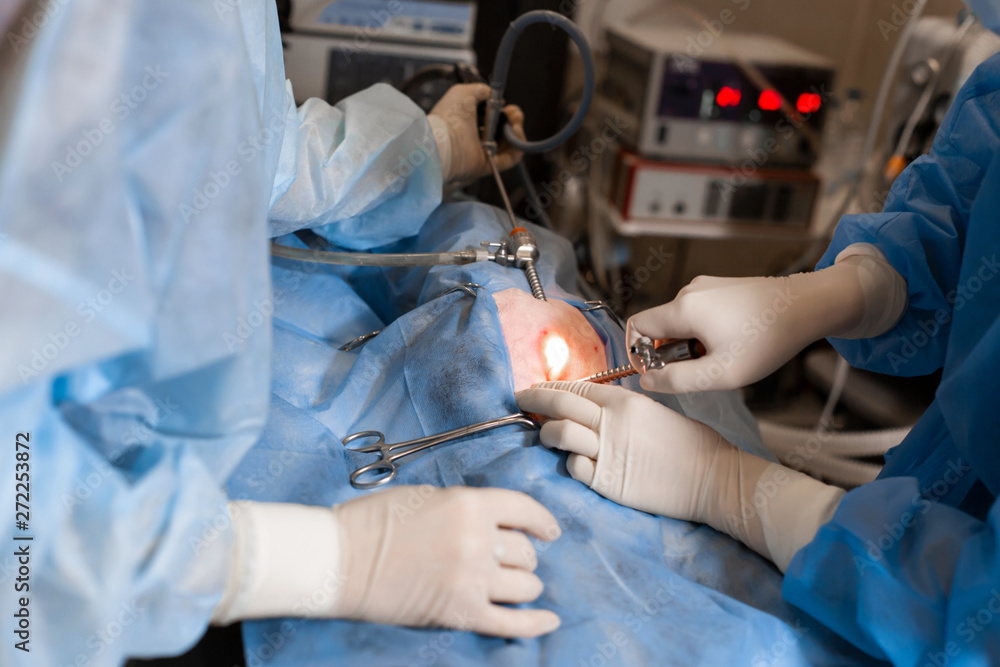 Vet doing the operation for sterilization. The cat on the operating ...
