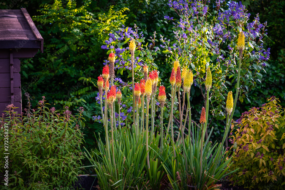 tritoma en massif Stock Photo | Adobe Stock