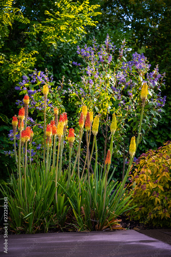 tritoma en massif Stock Photo | Adobe Stock