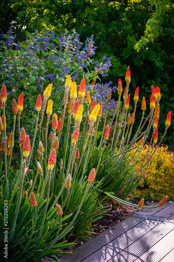 tritoma en massif foto de Stock | Adobe Stock